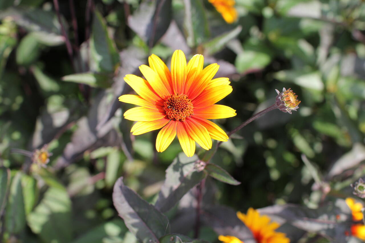 Janeba drsná 'Burning Hearts' - Heliopsis helianthoides 'Burning Hearts ...