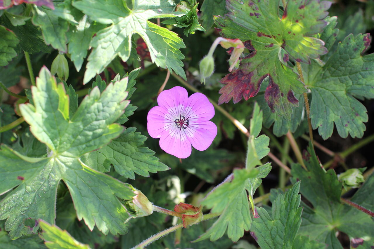 Kakost 'Bloom Time - Geranium wallichianum 'Bloom Time' | Zahradnictví FLOS