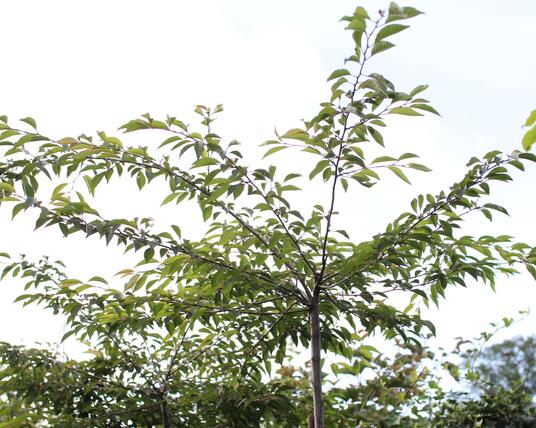 Výsledky vyhledávání Prunus+armeniaca | Zahradnictví FLOS