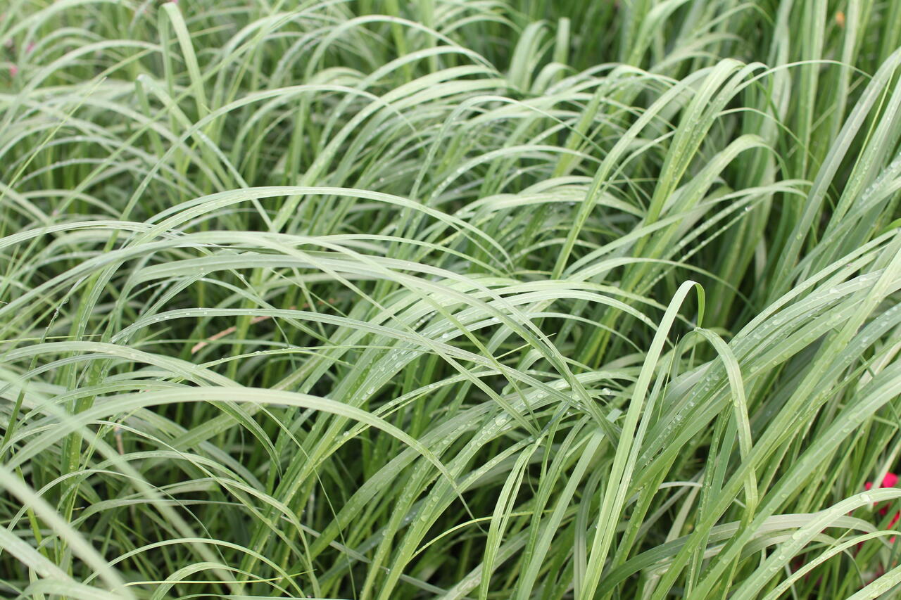 Pampová tráva 'White Mistral' - Cortaderia selloana 'White Mistral ...