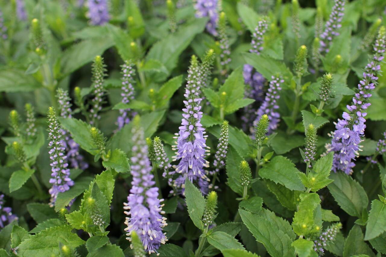 Rozrazil 'Candela Blue' - Veronica 'Candela Blue' | Zahradnictví FLOS