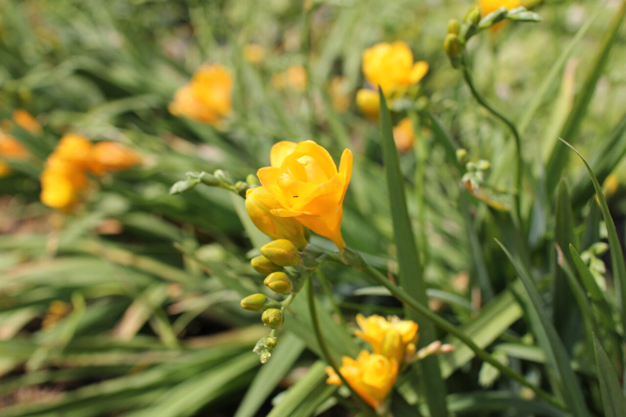 Frézie 'Yellow' double - Freesia 'Yellow' | Zahradnictví FLOS
