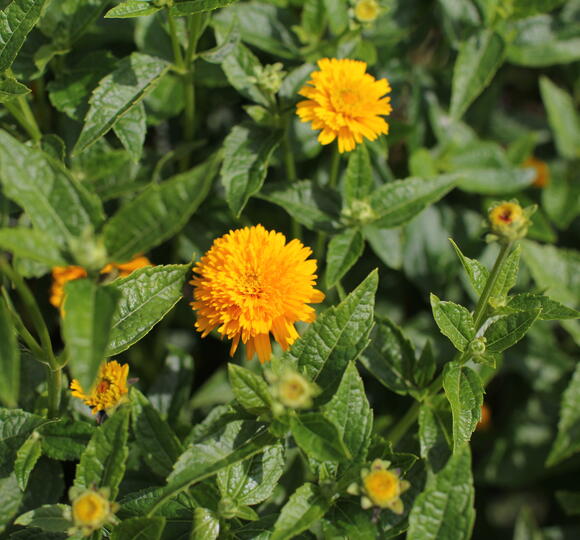 Janeba drsná 'Venus' - Heliopsis helianthoides 'Venus' | Zahradnictví FLOS