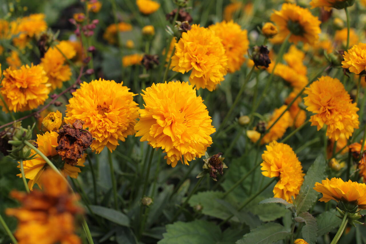 Krásnoočko velkokvěté 'Solena Double Gold' - Coreopsis grandiflora ...