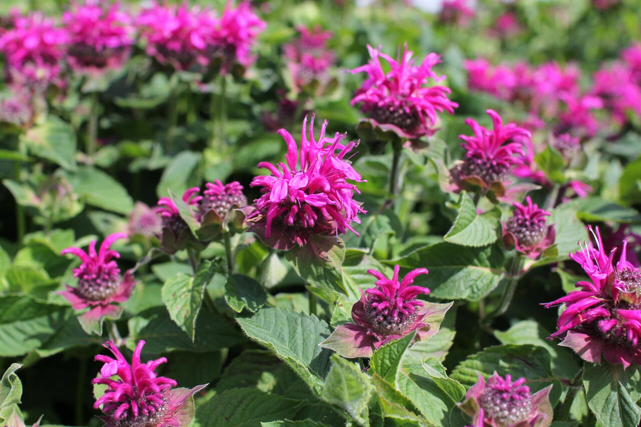 Zavinutka 'Bee-Fee' - Monarda 'Bee-Fee' | Zahradnictví FLOS