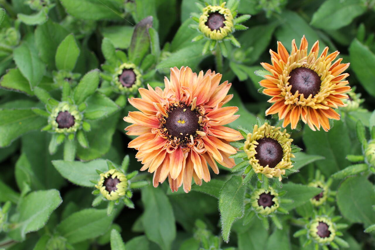 Třapatka 'Summerdaisy's Double Apricot' - Rudbeckia hybrida ...