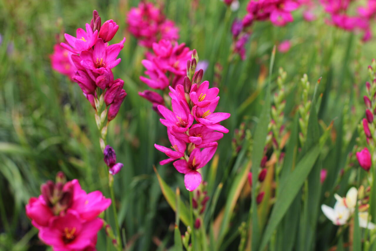 Ixia 'Venus' | Zahradnictví FLOS