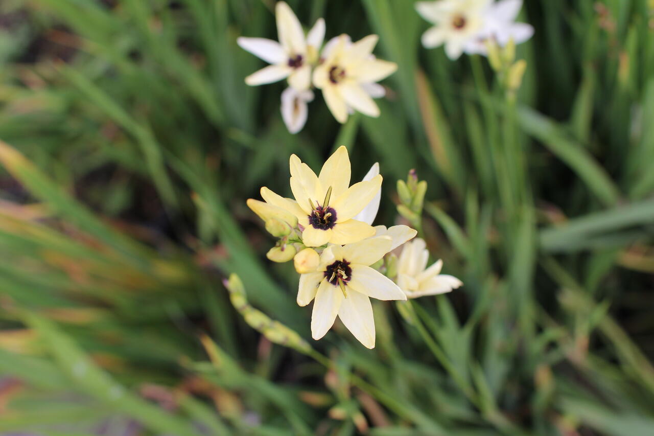 Ixia 'Giant' | Zahradnictví FLOS