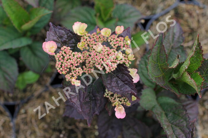 Hortenzie pilovitá 'Daredevil' - Hydrangea serrata 'Daredevil ...