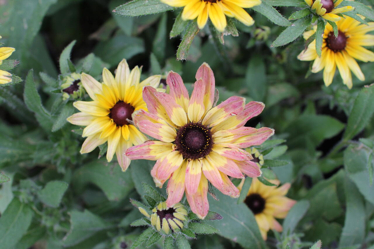 Třapatka 'Summerdaisy's Pink Lemon' - Rudbeckia hybrida 'Summerdaisy's ...