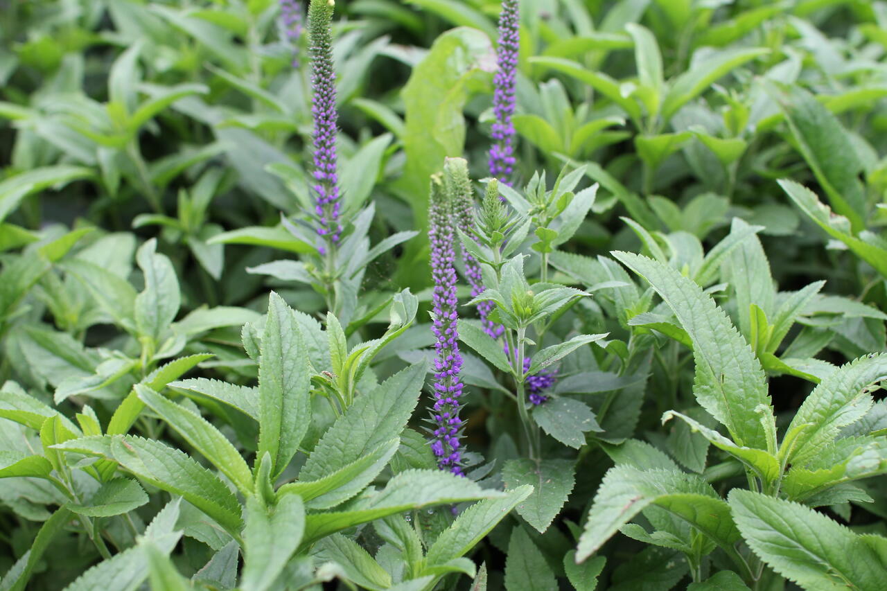 Rozrazil klasnatý 'Christa' - Veronica spicata 'Christa' | Zahradnictví ...