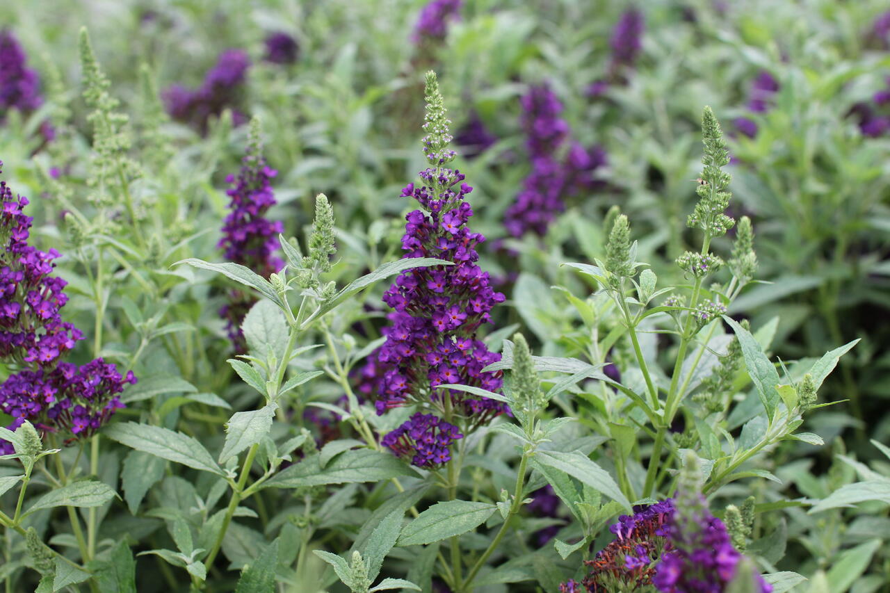 Motýlí keř, Komule Davidova 'Summer Bird Midnight Blue' - Buddleja ...