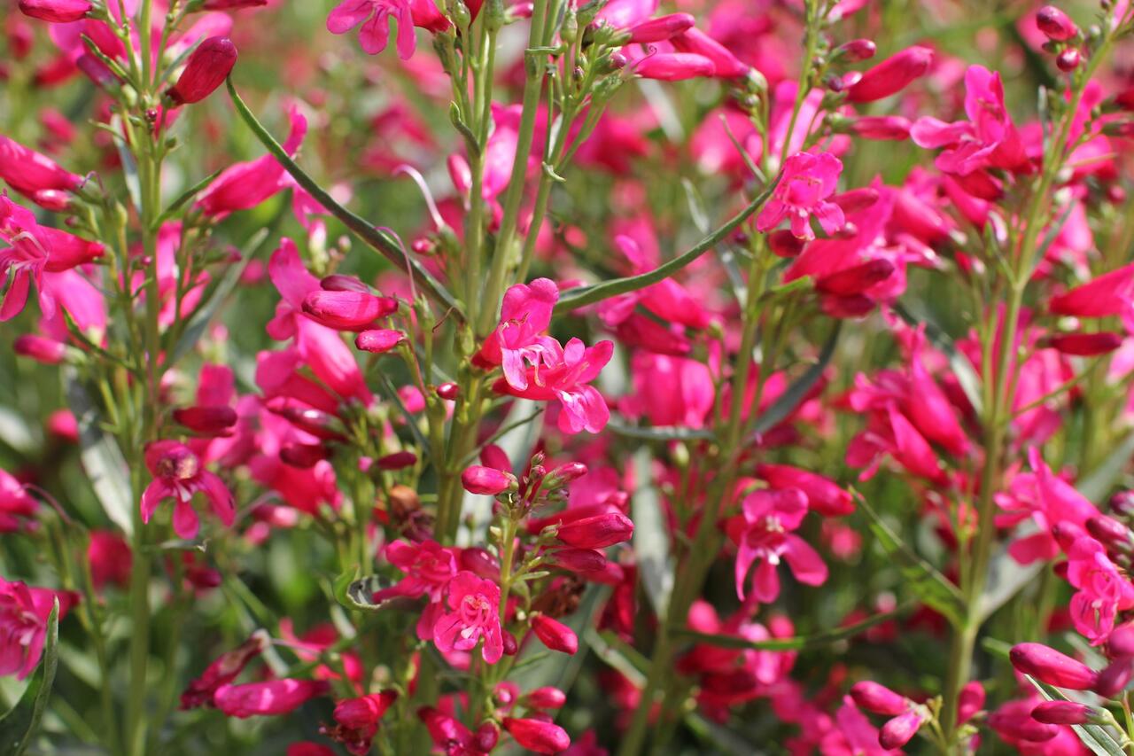 Dračík vousatý 'Pristine Deep Rose' - Penstemon barbatus 'Pristine Deep ...