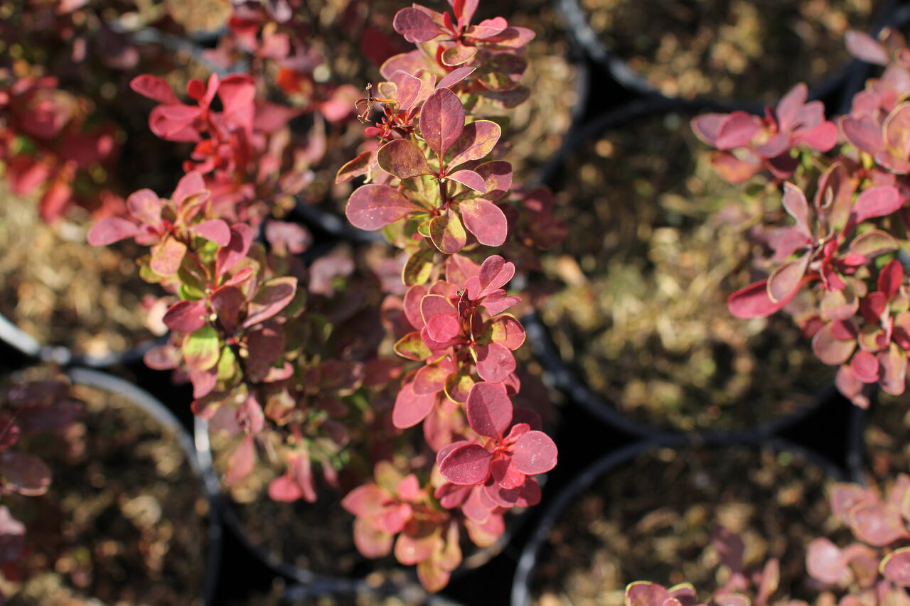 Dřišťál Thunbergův 'Red Compact' - Berberis thunbergii 'Red Compact ...