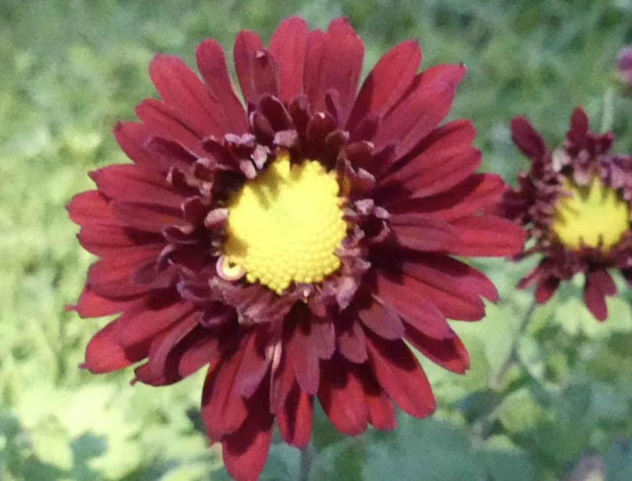 Listopadka indická 'Ceddie Mason' - Dendranthema indicum 'Ceddie Mason ...