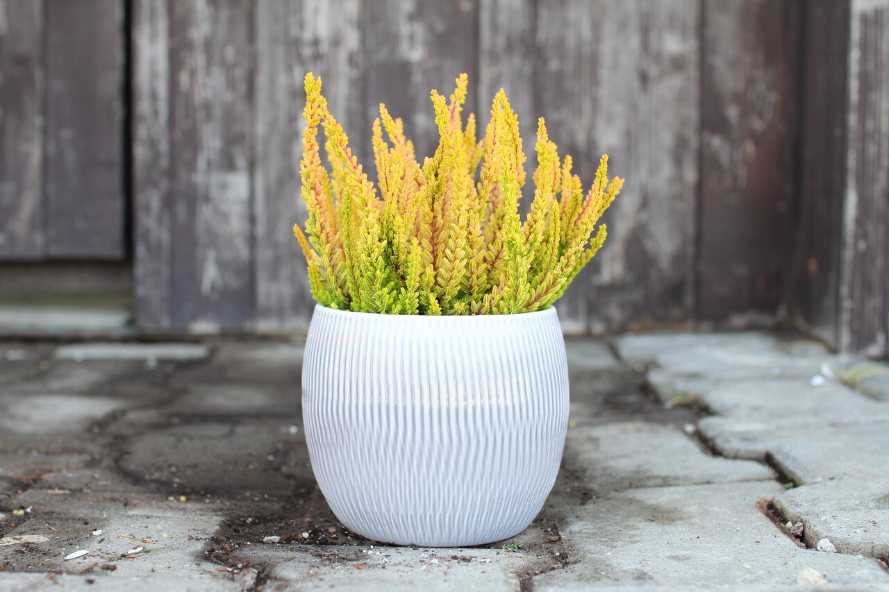 Vřes obecný (Sunset girls®) 'Zoe' - Calluna vulgaris (Sunset girls ...