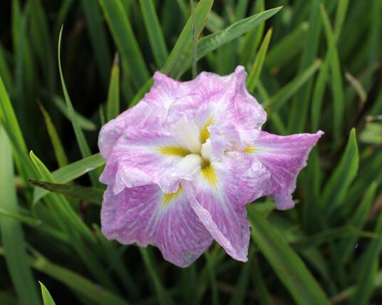 Kyprej vrbice - Lythrum salicaria | Zahradnictví FLOS