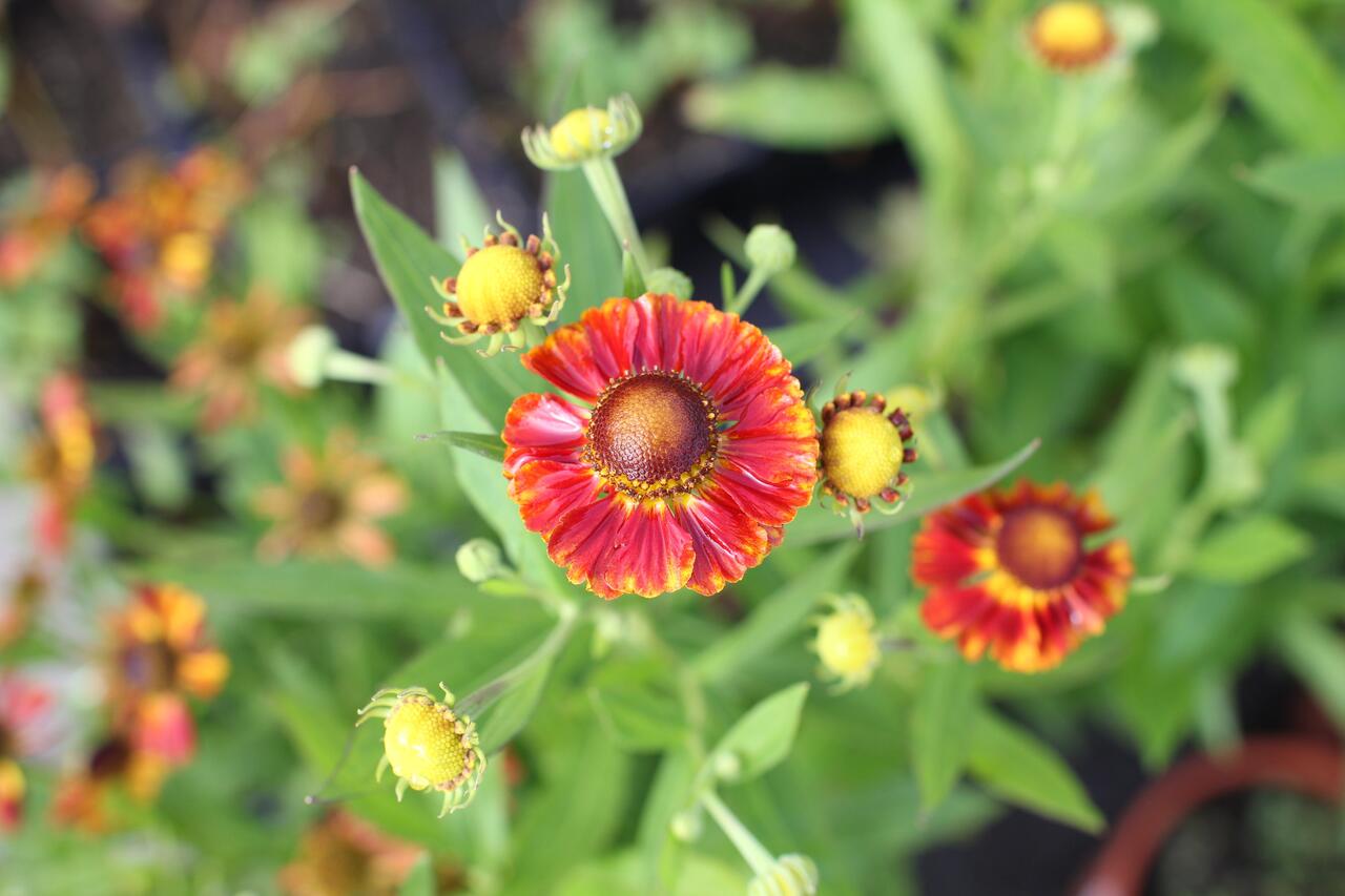 Záplevák podzimní 'Fire' - Helenium autumnale 'Fire' | Zahradnictví FLOS
