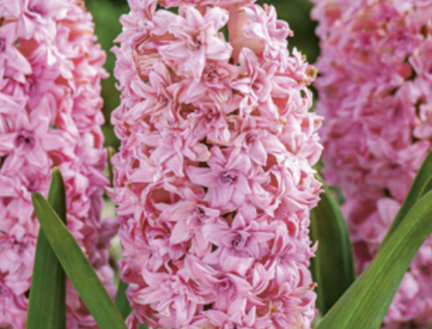 Hyacint 'Double Pink' - Hyacinthus 'Double Pink' | Zahradnictví FLOS