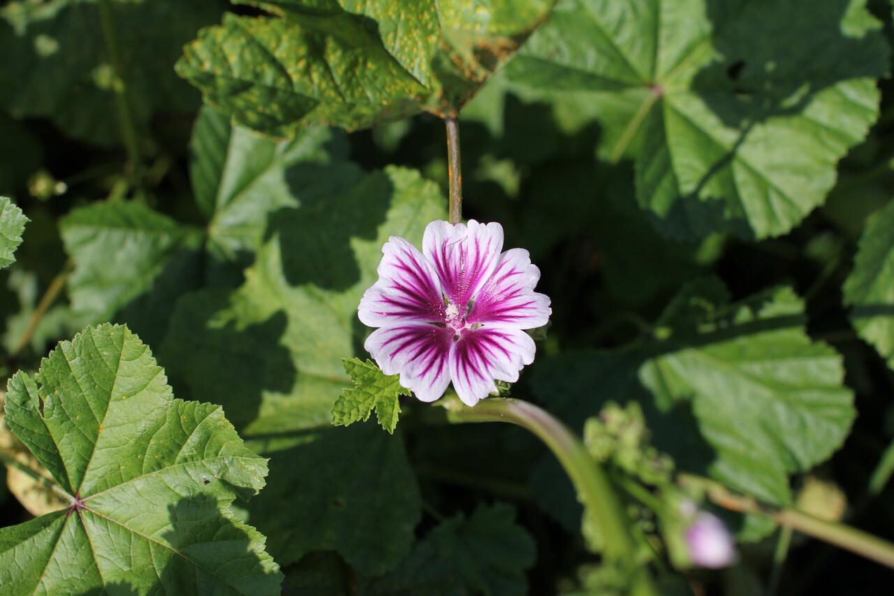 Sléz lesní - Malva sylvestris | Zahradnictví FLOS