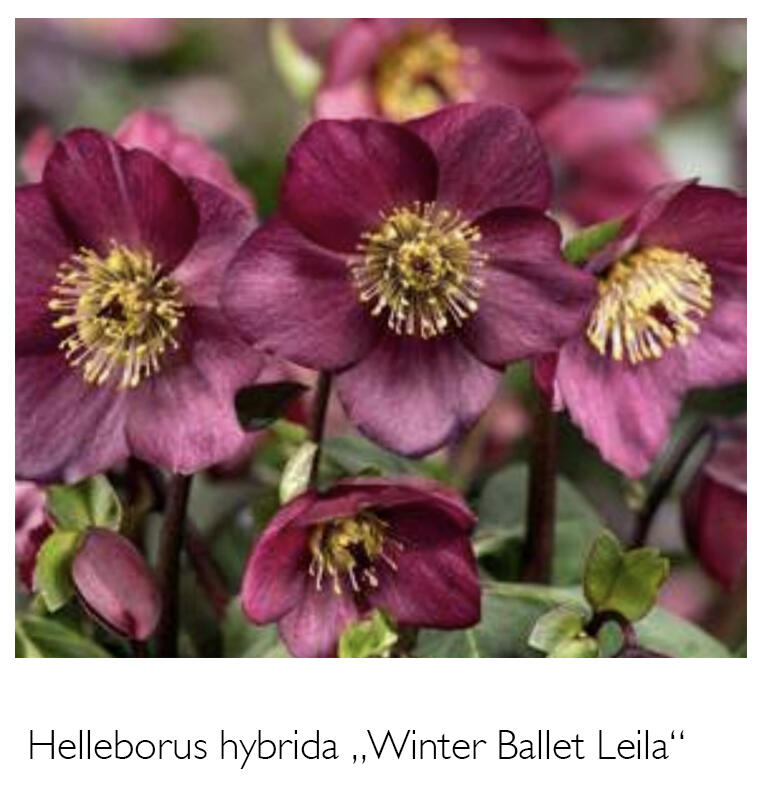 Čemeřice 'HGC Winter Ballet Leila' - Helleborus hybridus 'HGC Winter Ballet Leila ...