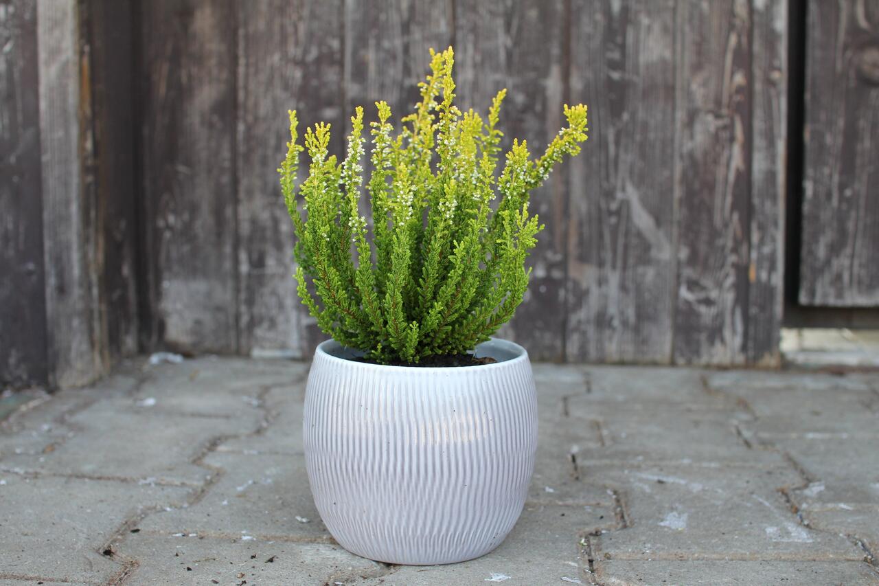 Vřes obecný (Sunset girls®) 'Zeta' - Calluna vulgaris (Sunset girls ...