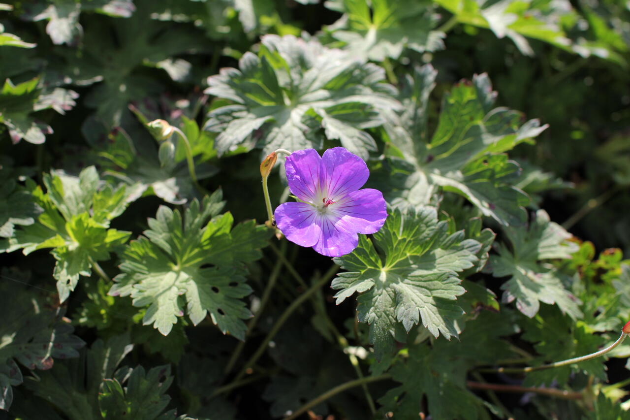 Kakost 'Kelly-Anne' - Geranium wallichianum 'Kelly-Anne' | Zahradnictví ...