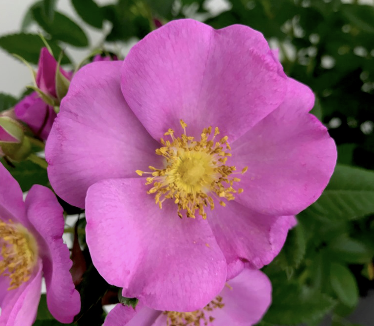 Růže svraskalá 'Jam-A-Licious' - Rosa rugosa 'Jam-A-Licious ...