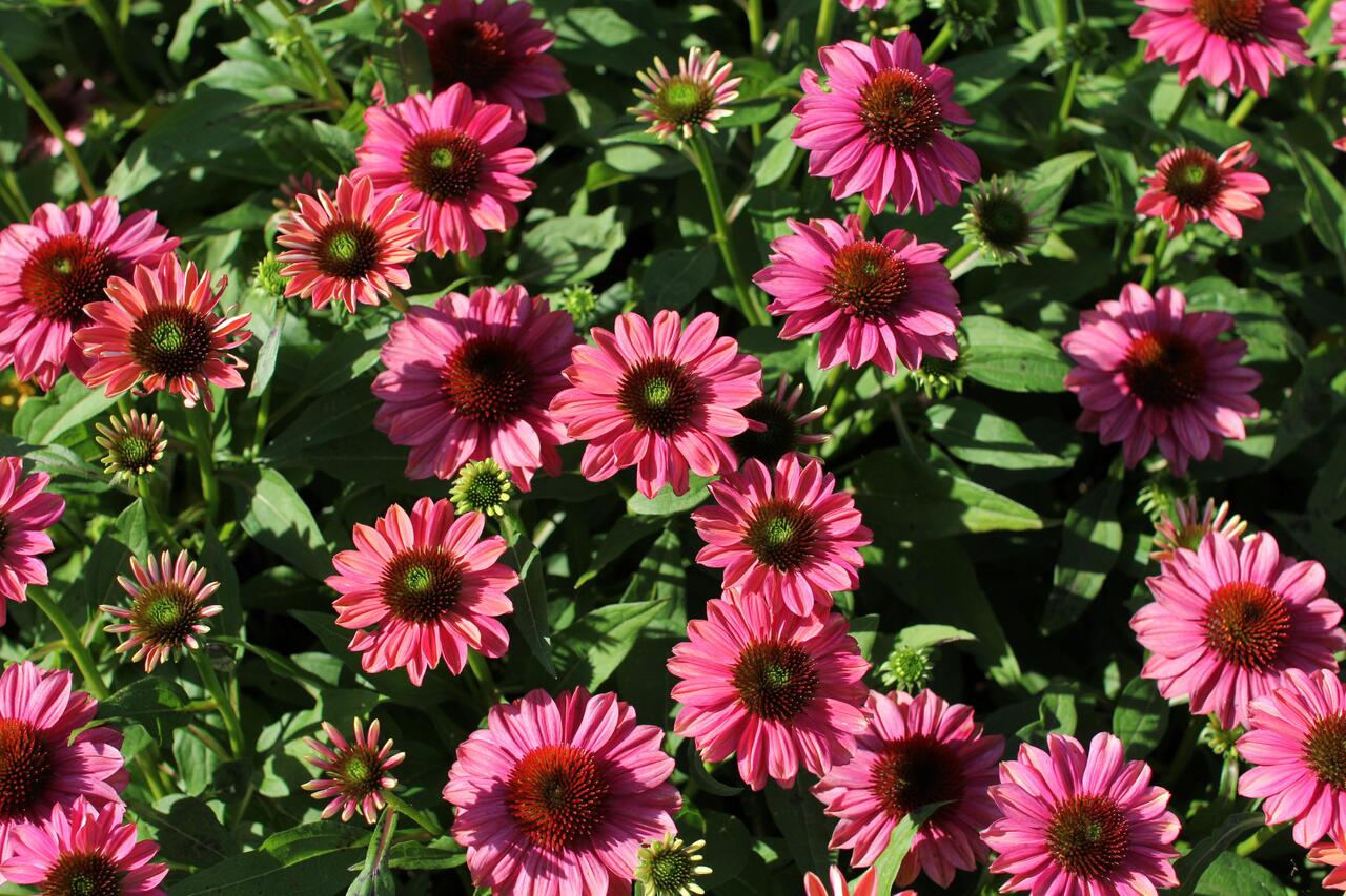 Třapatkovka nachová 'Evolution Colorific' - Echinacea purpurea ...