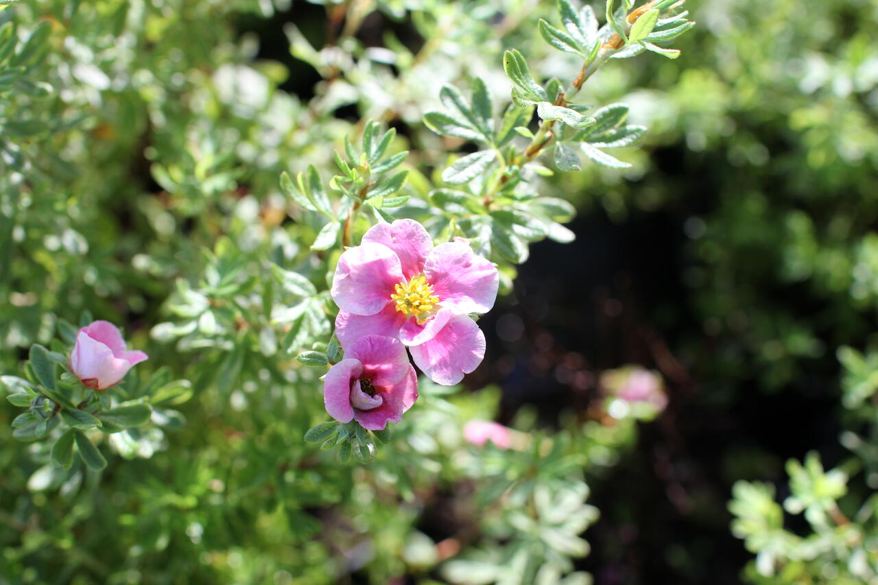 Mochna křovitá 'Bella Rosa' - Potentilla fruticosa 'Bella Rosa ...