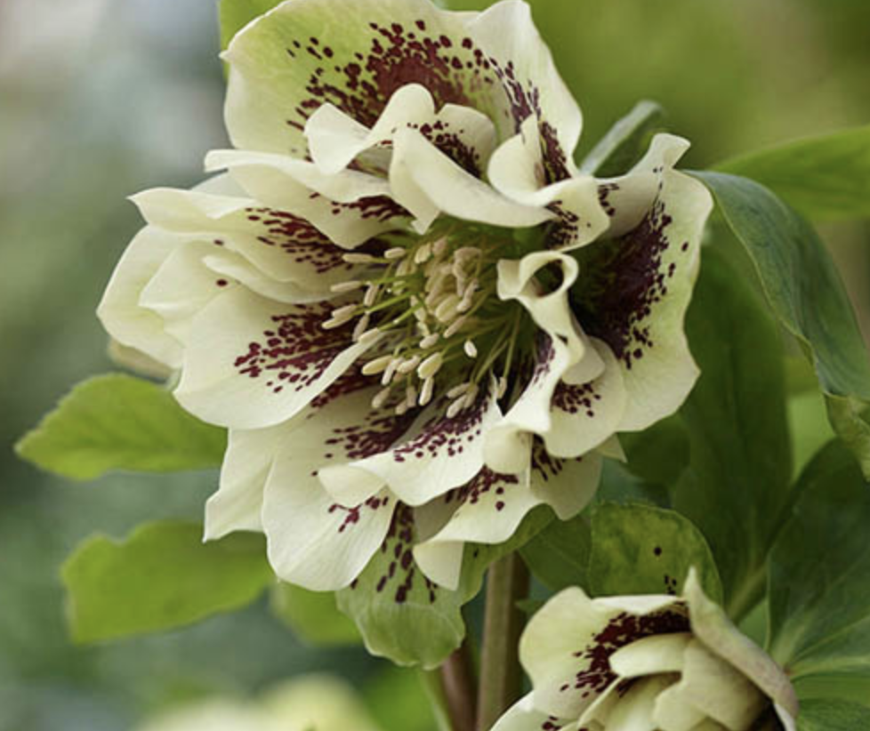 Čemeřice východní 'Double Ellen Yellow Spotted' - Helleborus orientalis ...
