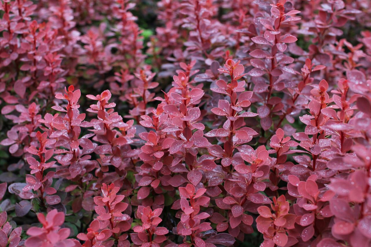 Dřišťál Thunbergův 'Red Compact' - Berberis thunbergii 'Red Compact ...