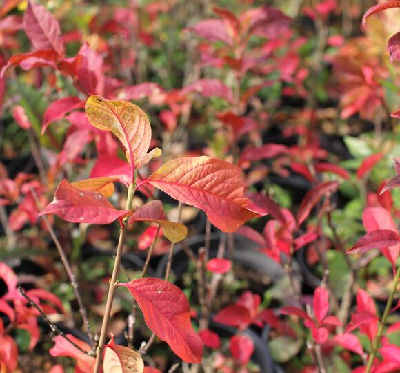 Sazenice brslen - euonymus | Zahradnictví FLOS