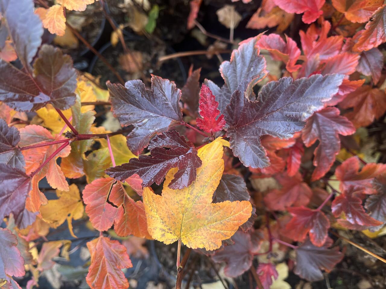 Tavola kalinolistá 'Magic Sunrise' - Physocarpus opulifolius 'Magic ...