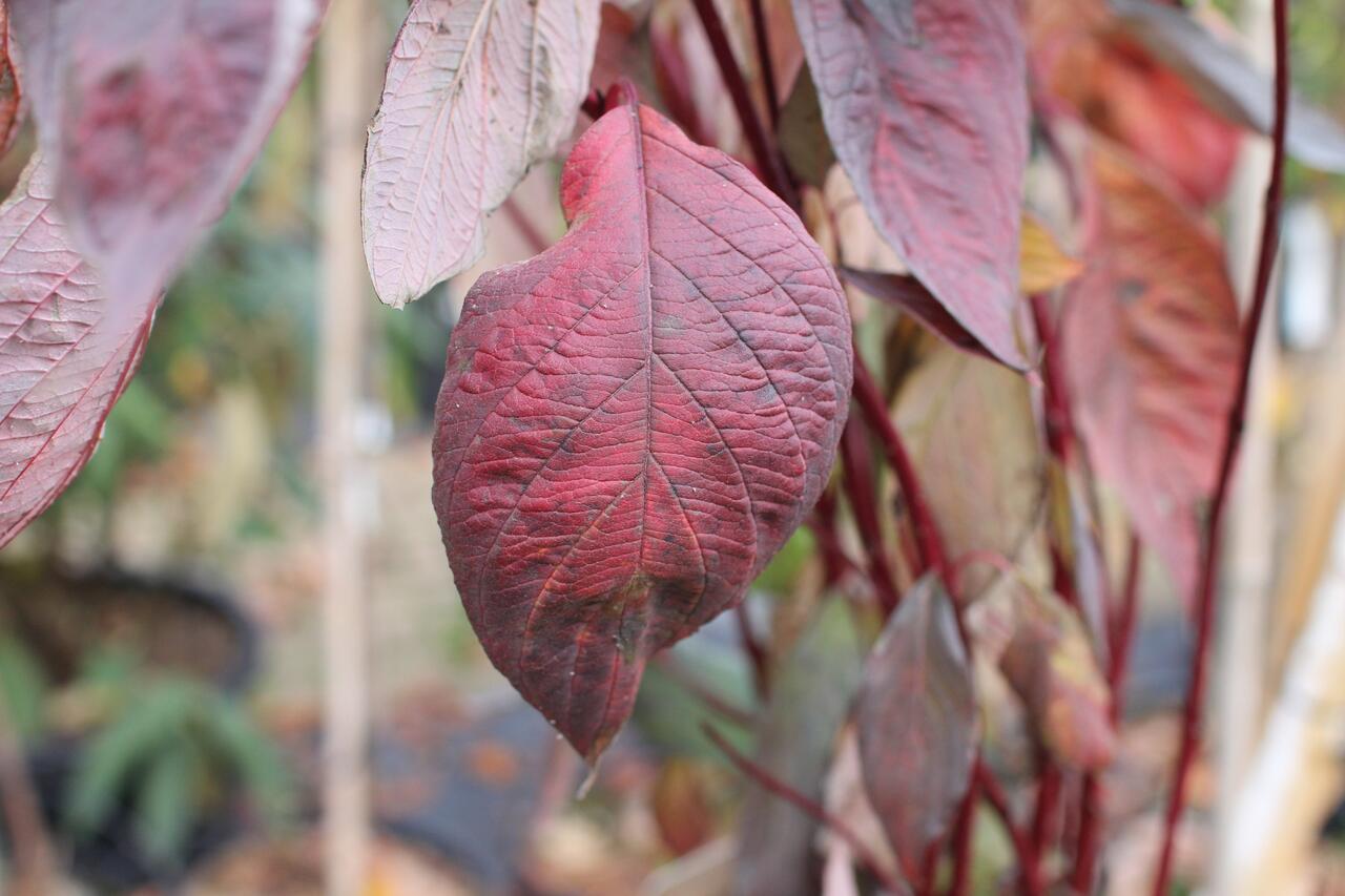 Svída bílá 'Nightfall' - Cornus alba 'Nightfall' | Zahradnictví FLOS