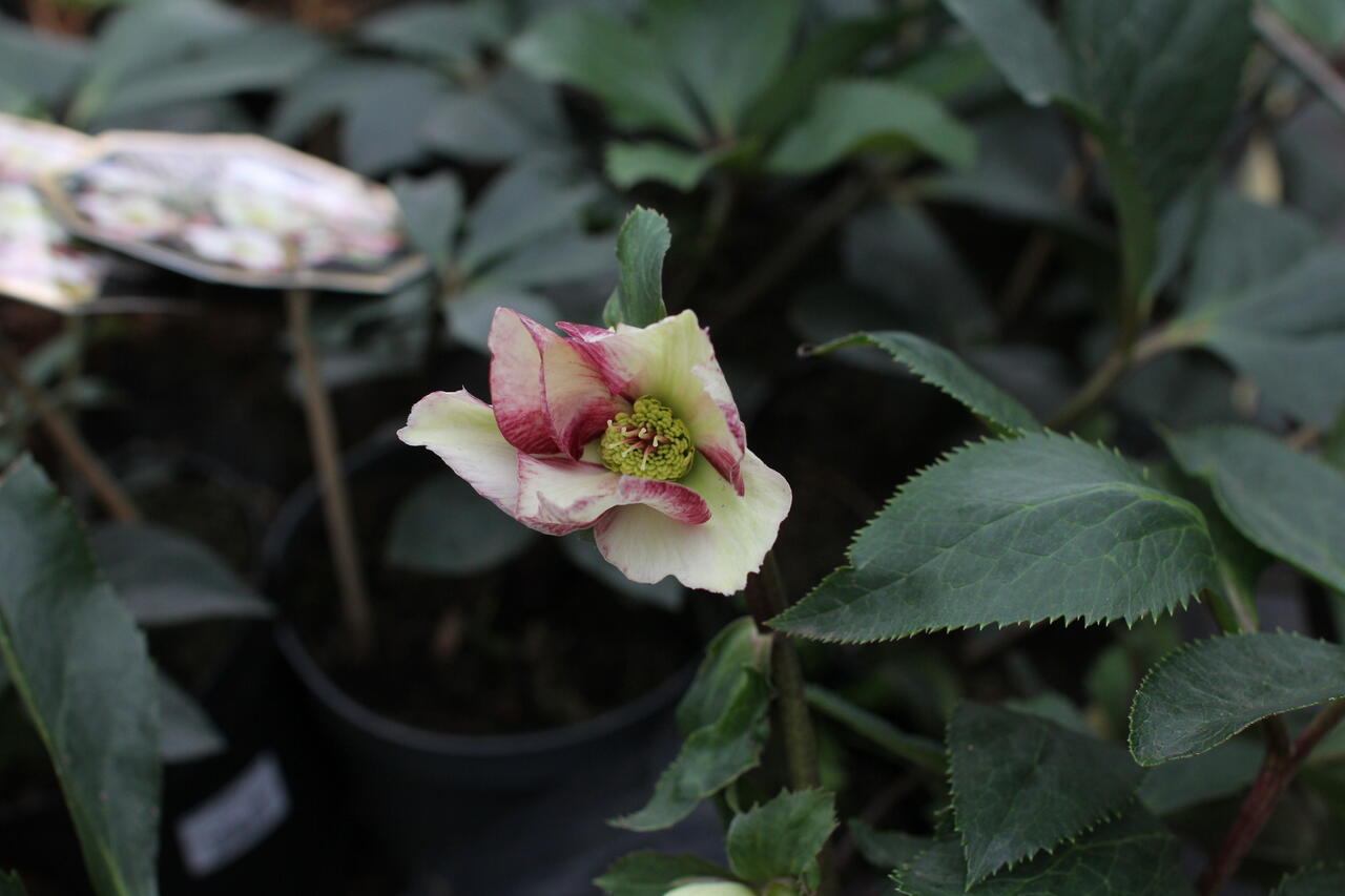 Čemeřice 'Ice N' Roses Dark Picotee' - Helleborus hybridus 'Ice N ...