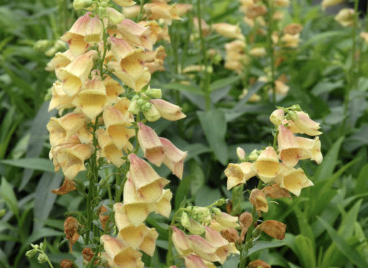 Náprstník 'Goldcrest' - Digitalis × hybrida 'Goldcrest' | Zahradnictví FLOS