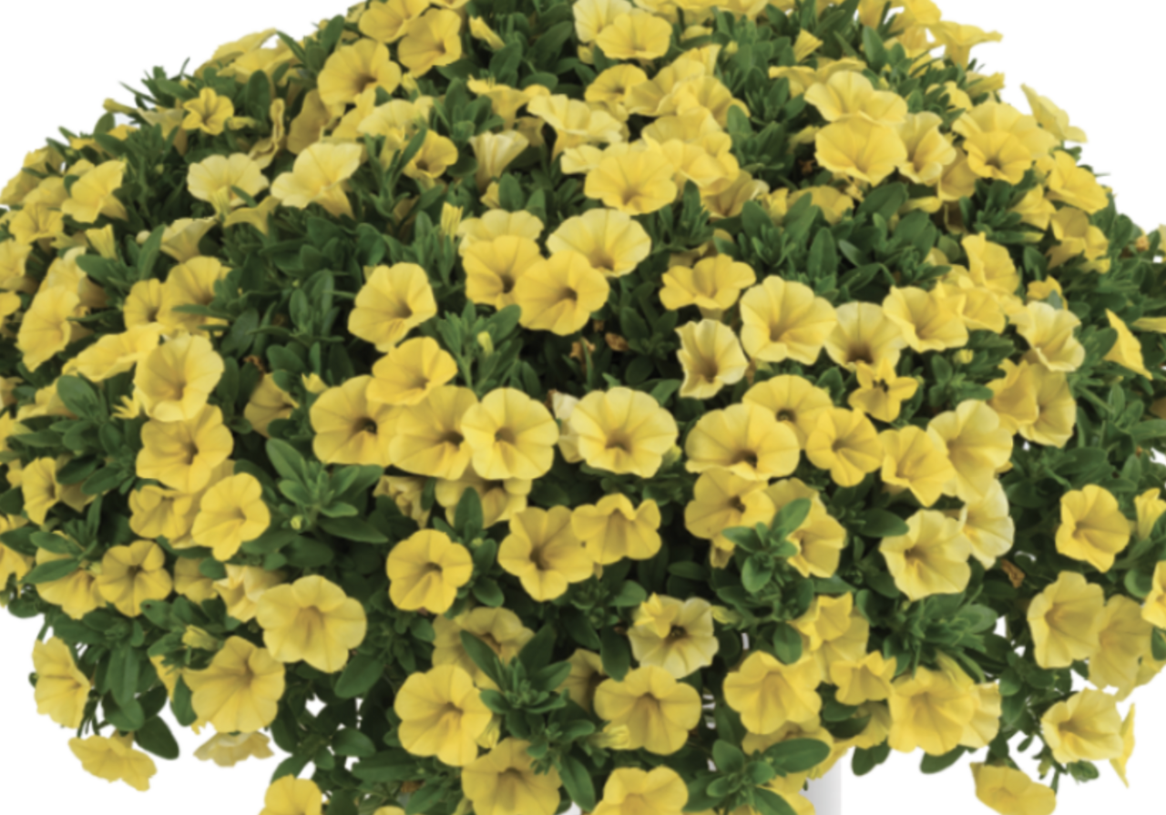 Minipetúnie, Million Bells 'Colibri Yellow Canary' - Calibrachoa ...