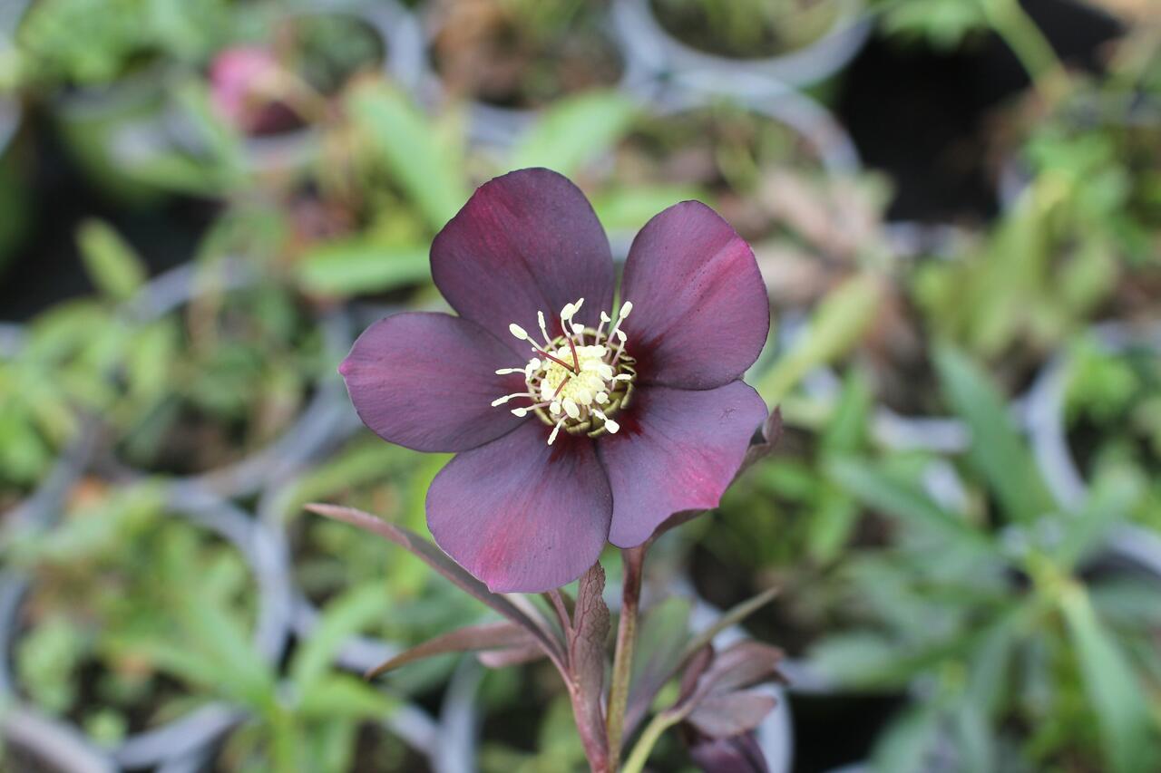 Čemeřice východní 'Halcyon Early Dark Red' - Helleborus orientalis ...