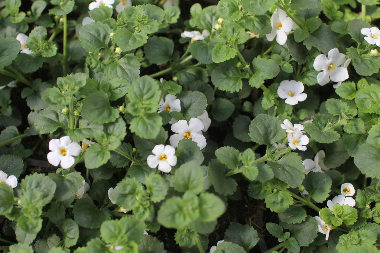 Bakopa 'Gulliver Dynamic White' - Sutera diffusus 'Gulliver Dynamic ...