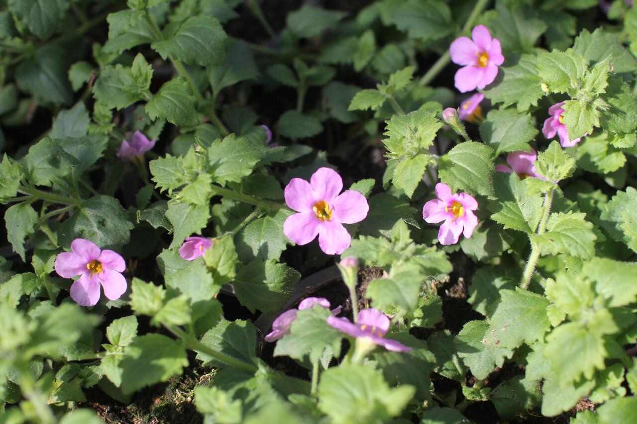 Bakopa 'Gulliver Pink' - Sutera diffusus 'Gulliver Pink' | Zahradnictví ...