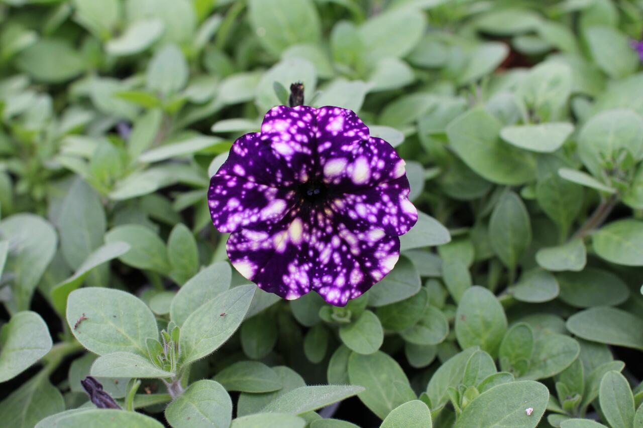 Petúnie 'Splash Dance Violet Vogue' - Petunia hybrida 'Splash Dance ...
