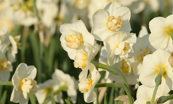 Tlustonitník klasnatý - Pachysandra terminalis | Zahradnictví FLOS