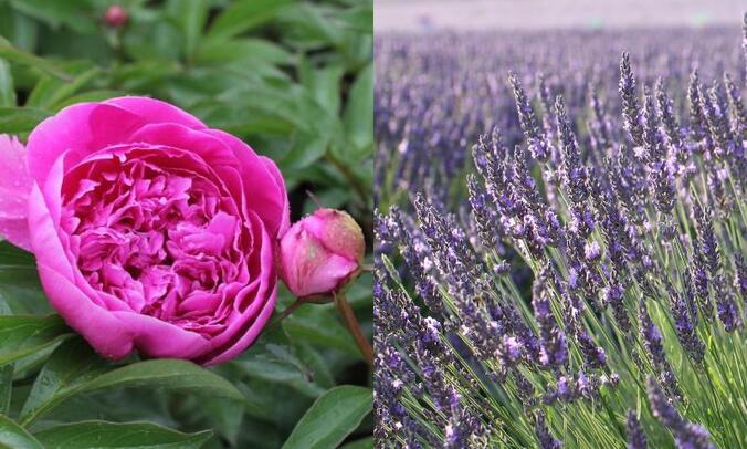 Plazivé rostliny | Zahradnictví FLOS