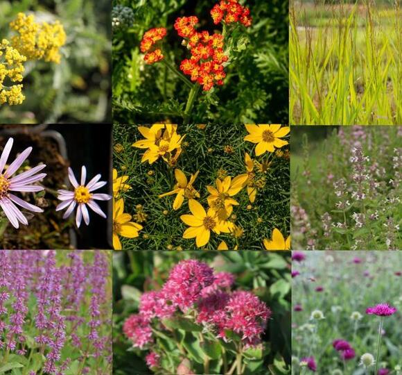 Prodej navržených trvalkových záhonů | Zahradnictví FLOS