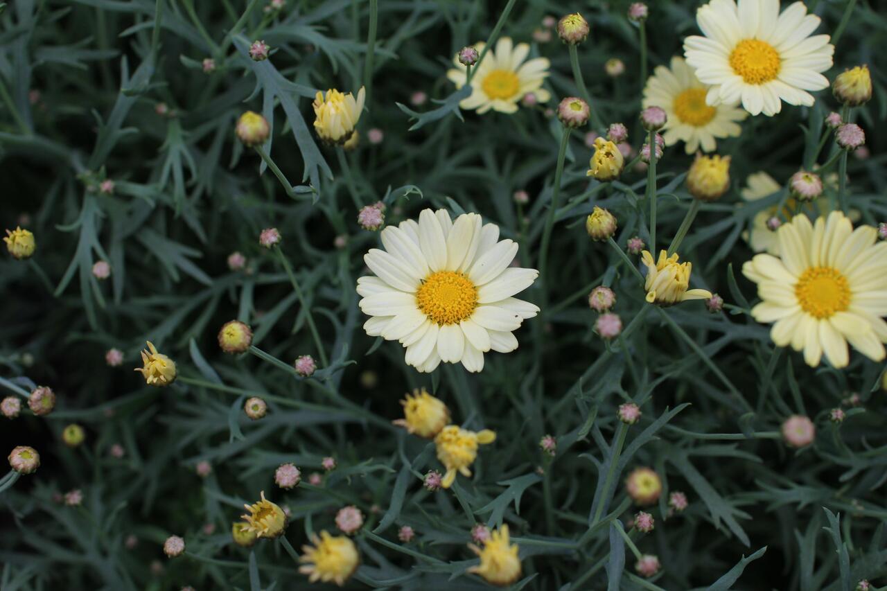 Kopretina pařížská 'Aramis Lemon' - Argyranthemum frutescens 'Aramis ...