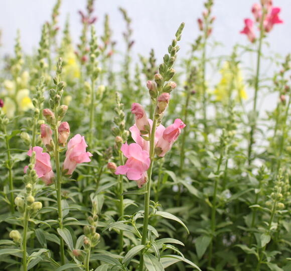 Růže svraskalá - Rosa rugosa | Zahradnictví FLOS