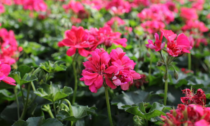 Plazivé rostliny | Zahradnictví FLOS