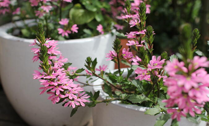 Tlustonitník klasnatý - Pachysandra terminalis | Zahradnictví FLOS