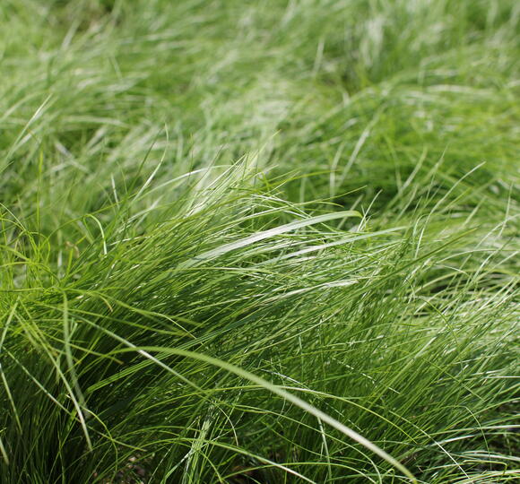 Sazenice kavylu - stipa | Zahradnictví FLOS